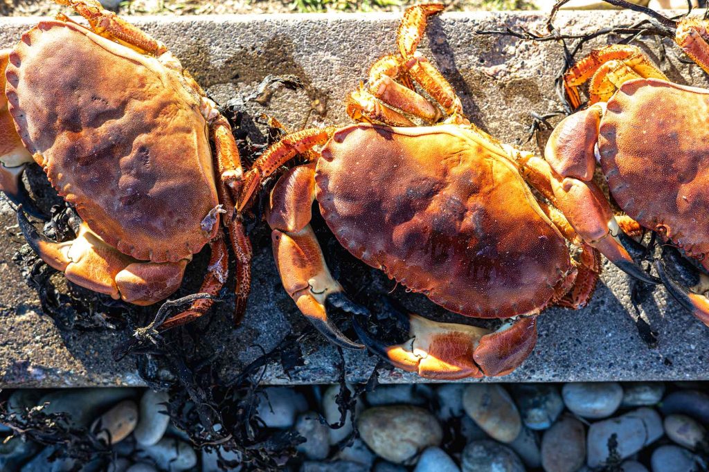 Whole Cooked Crab - Fresh Crab and seafood | Dorset Shellfish